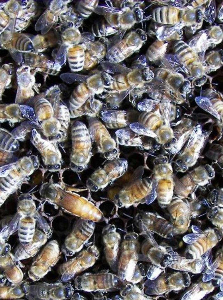 Italian Queens – Grammer Honey